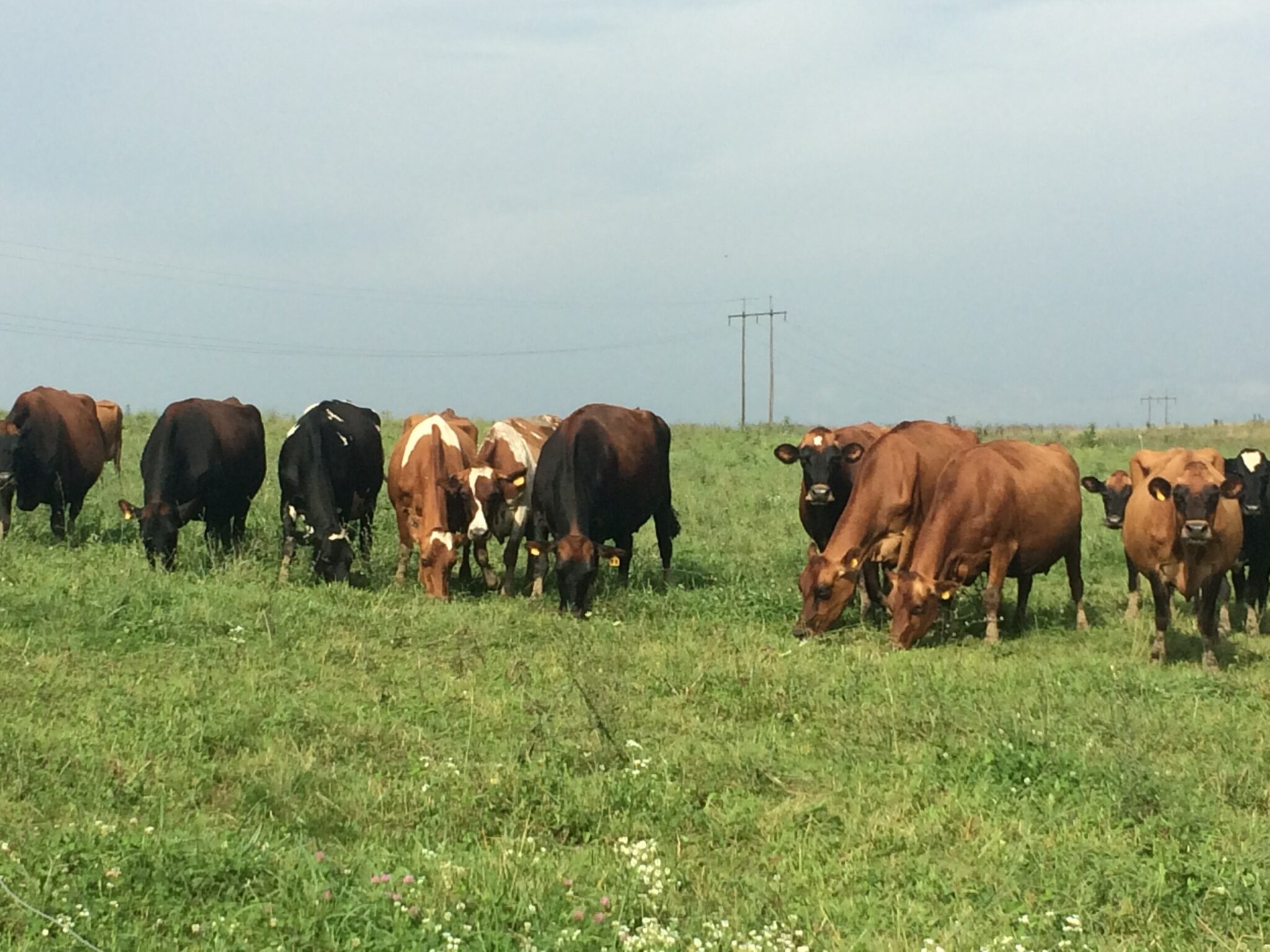 On Tapp Dairy | Grass-Fed Milk, Beef, & More in Central Kentucky